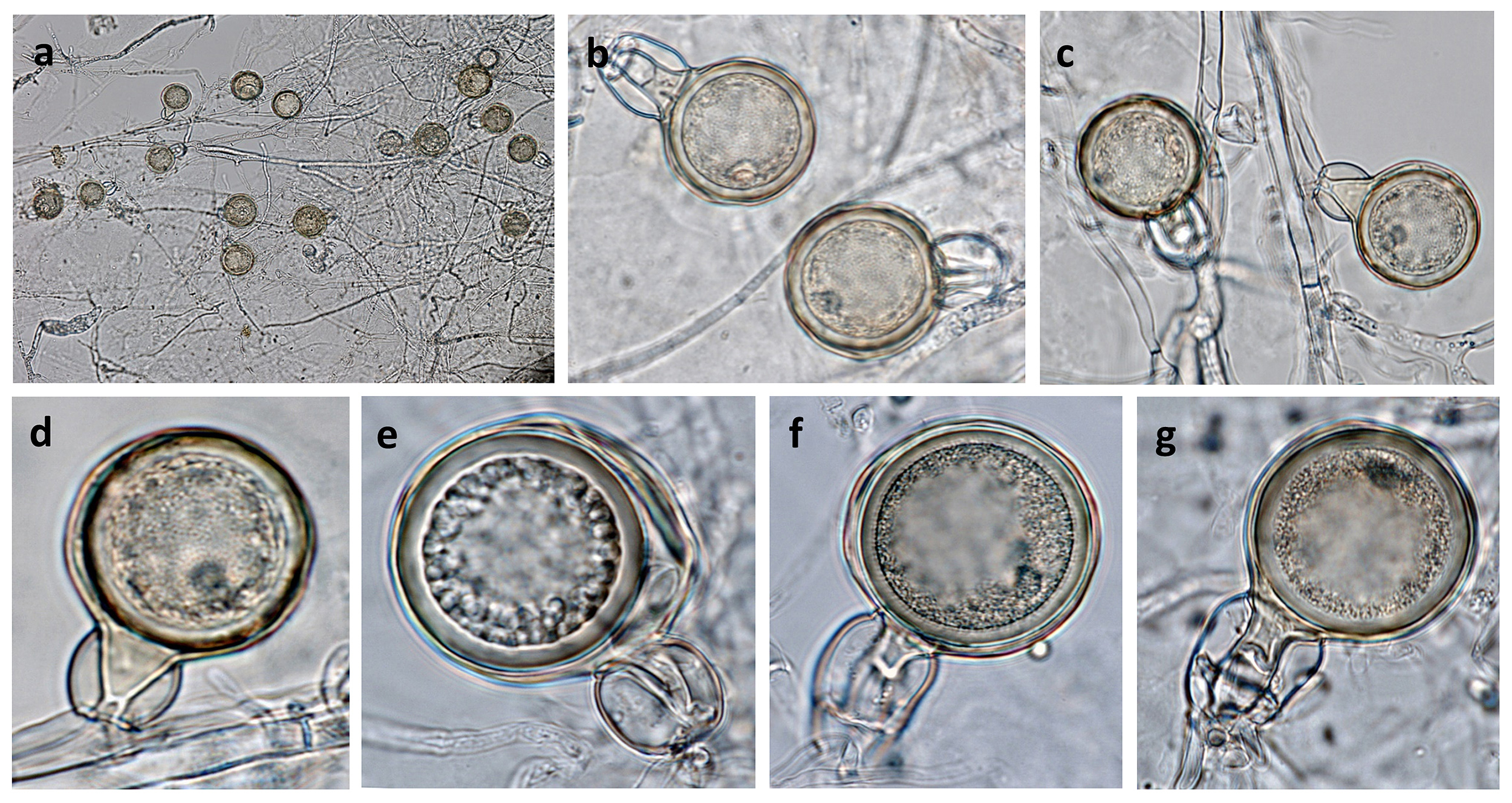 Phytophthora uniformis (in progress - Abad et al. 2023b) | IDphy