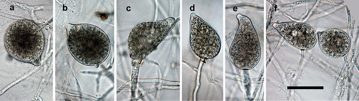 Phytophthora versiformis | IDphy