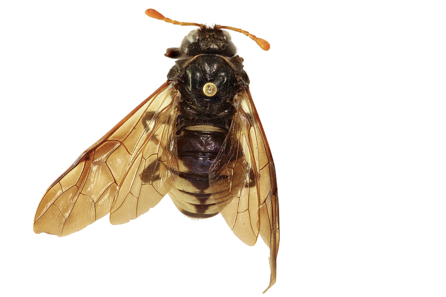 Cimbex | Sawfly GenUS