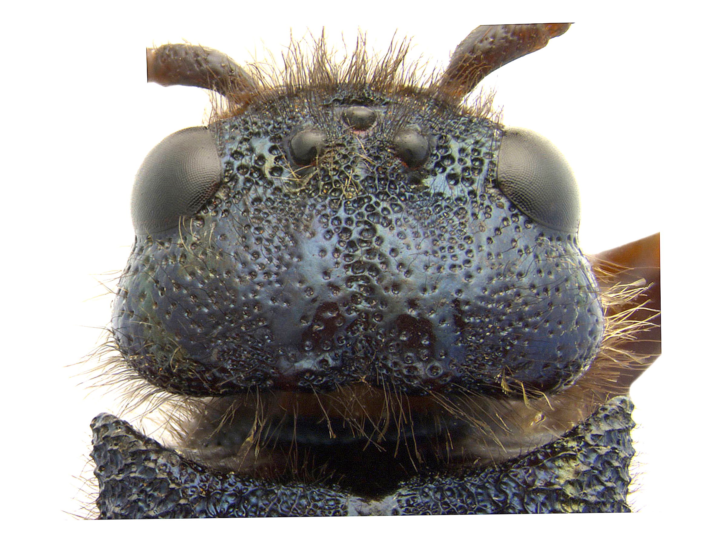 Sirex californicus | Sawfly GenUS