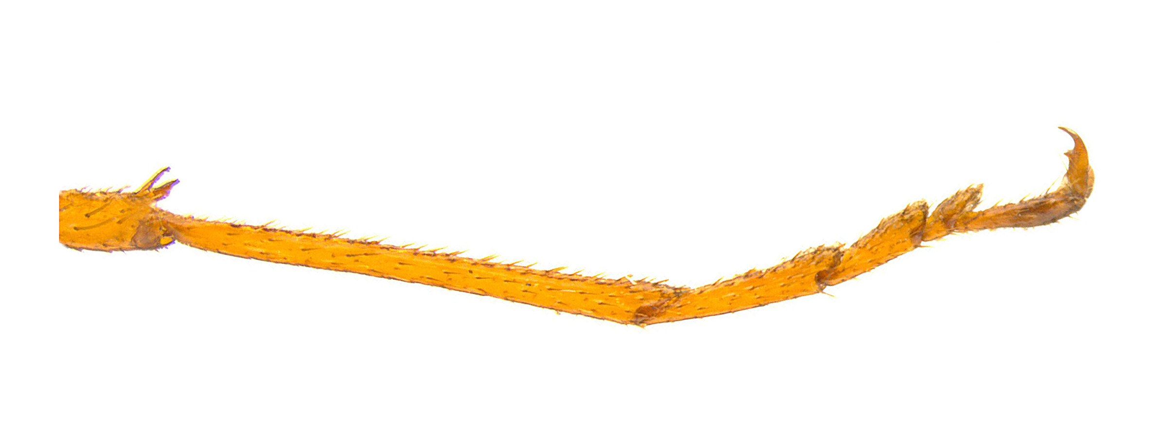 Sirex longicauda | Sawfly GenUS