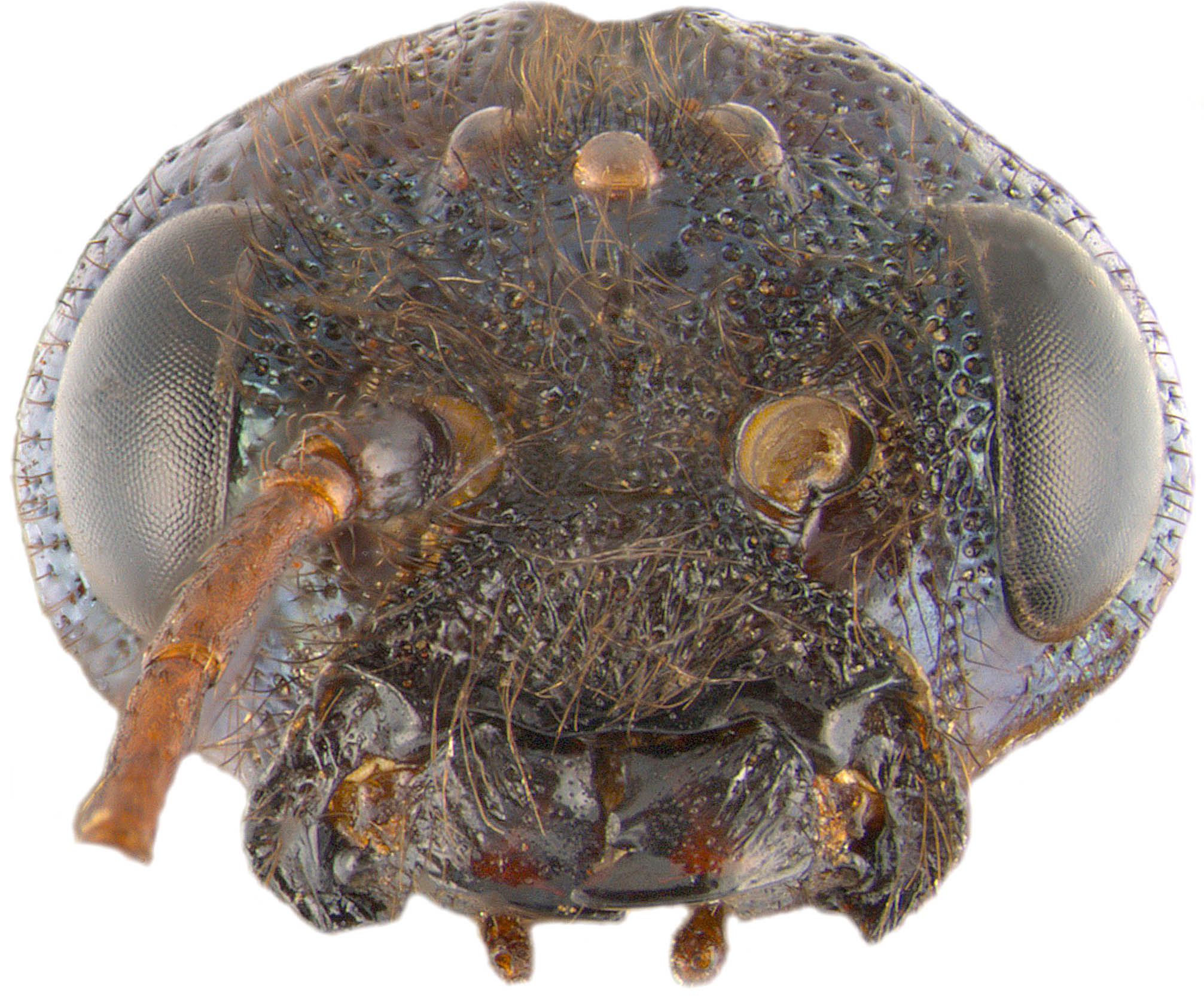 Sirex | Sawfly GenUS