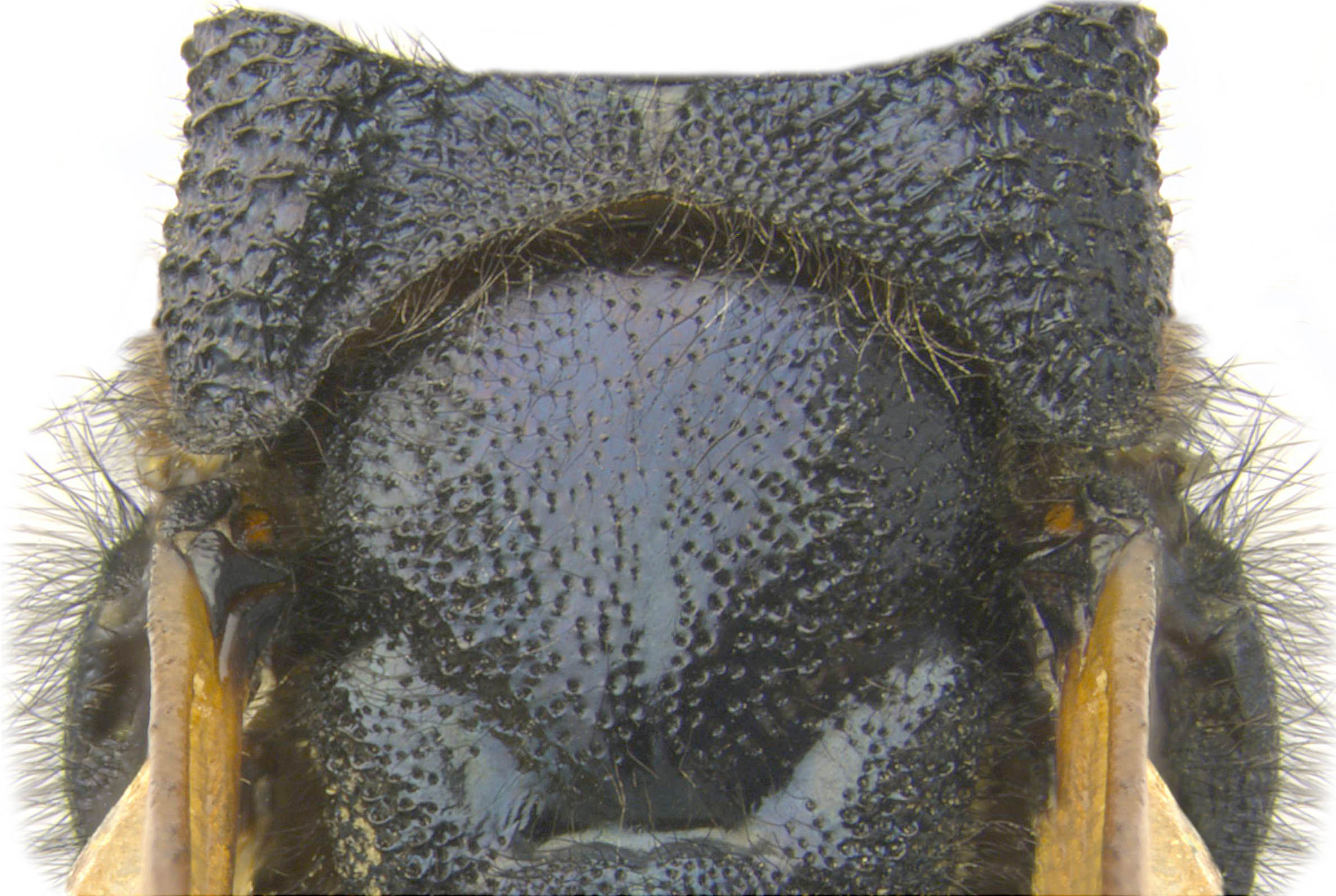 Sirex noctilio | Sawfly GenUS