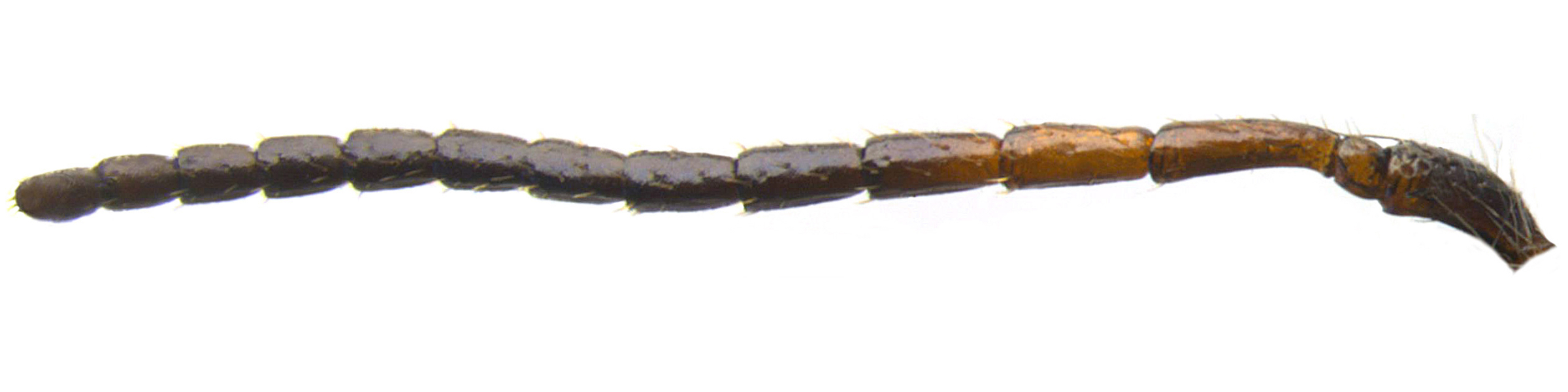 Sirex obesus | Sawfly GenUS