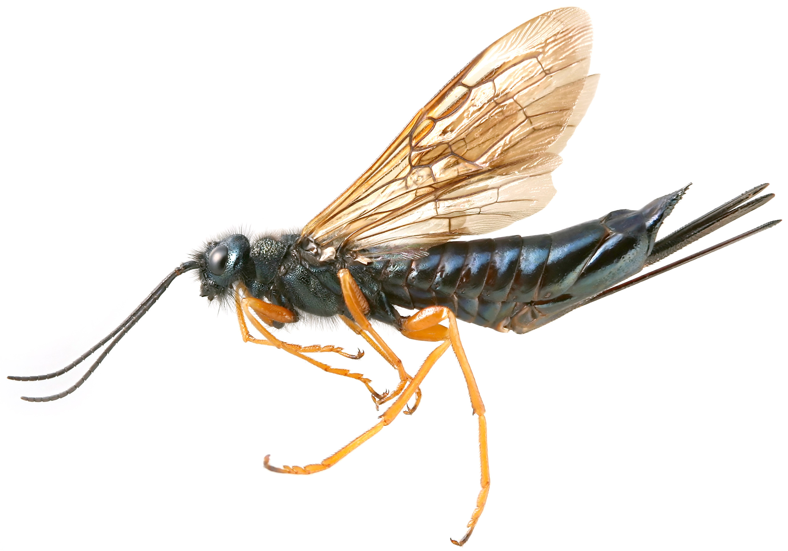 Siricidae | Sawfly GenUS