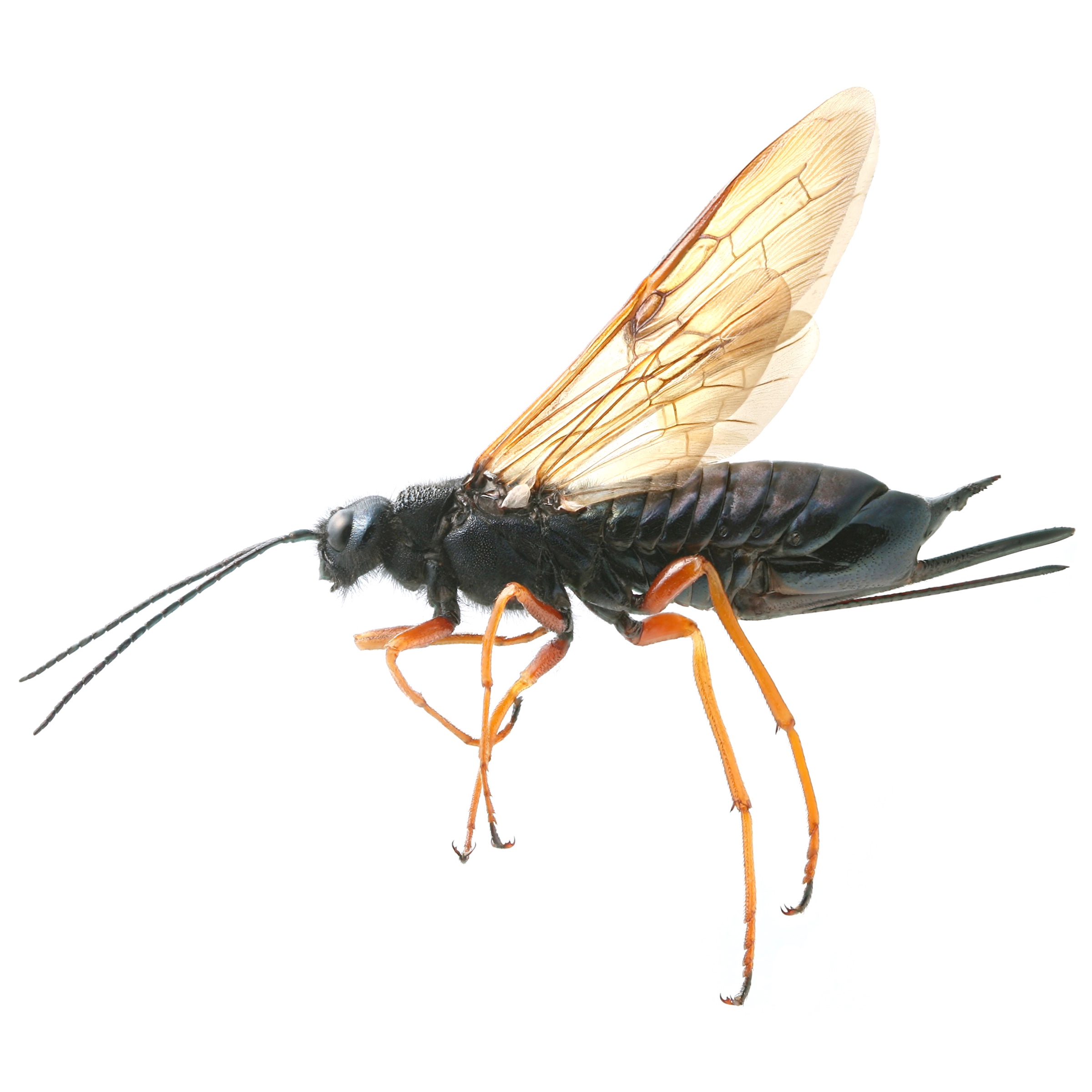 Sirex noctilio | Sawfly GenUS