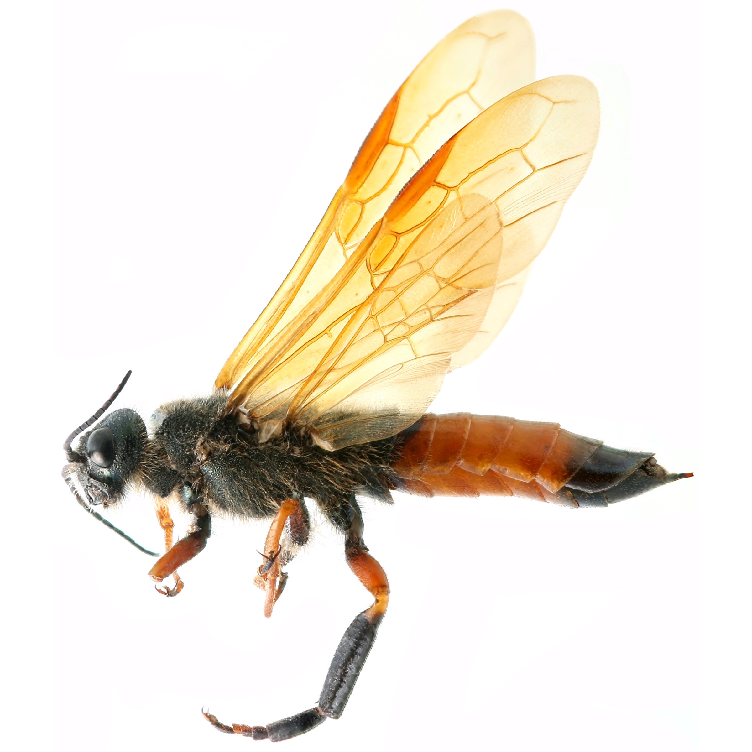 Sirex noctilio | Sawfly GenUS