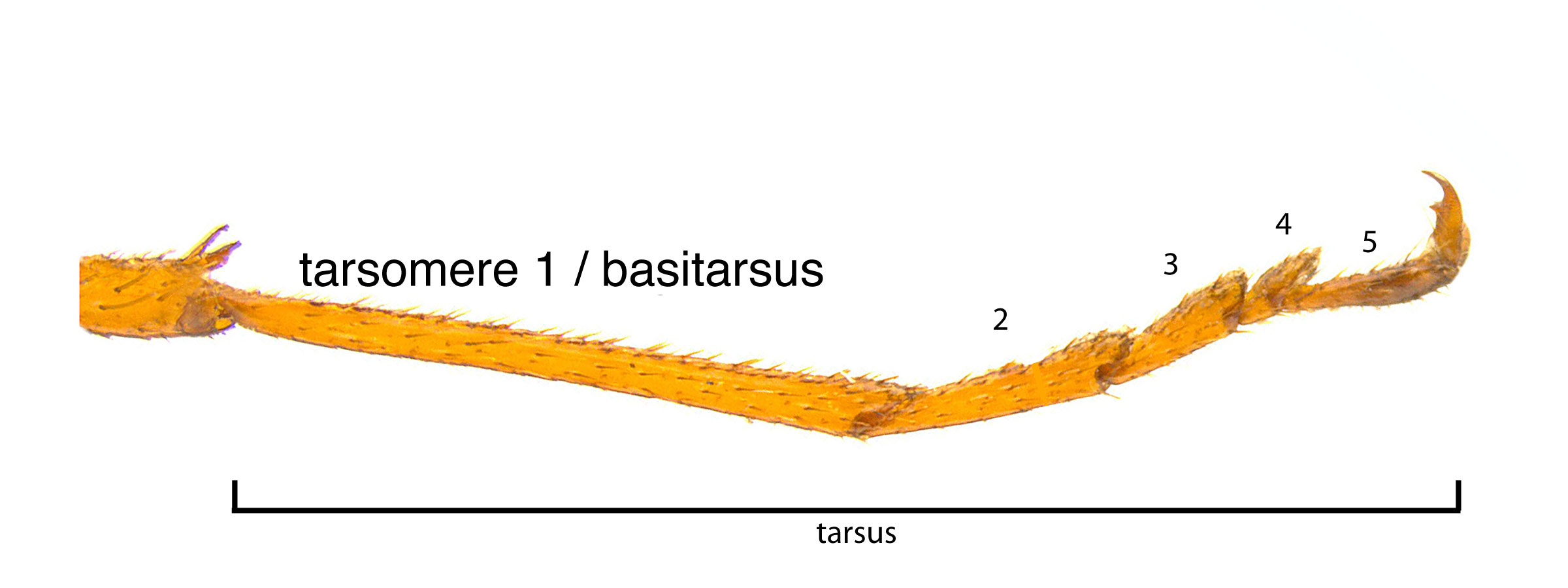 Morphology | Sawfly GenUS