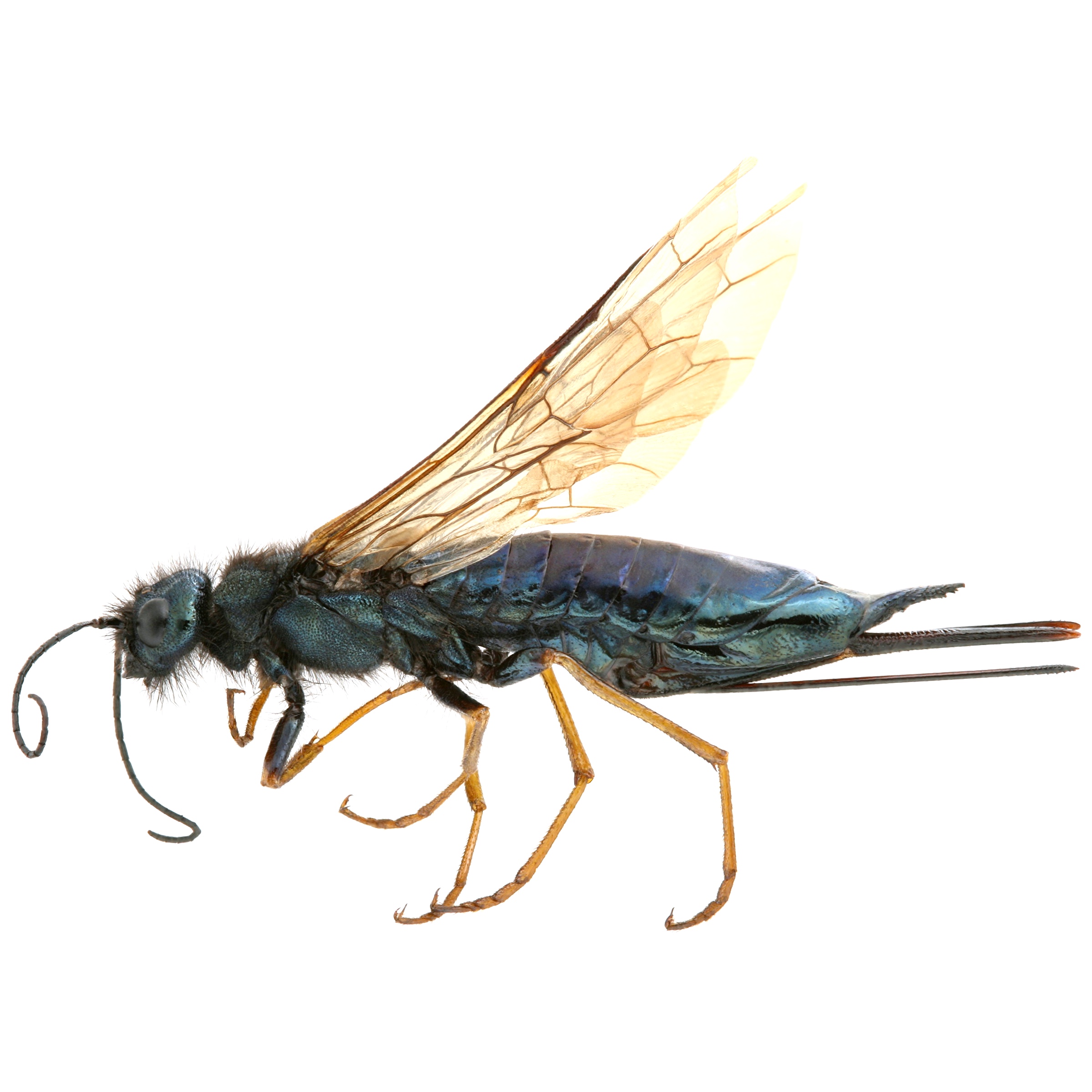 Sirex nitidus | Sawfly GenUS