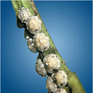 Coccidae | Scale Insects