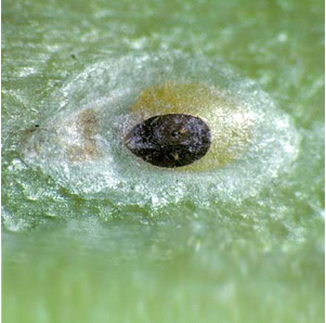 Diaspididae | Scale Insects