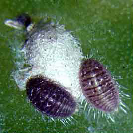 Eriococcidae | Scale Insects