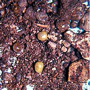 Margarodidae | Scale Insects