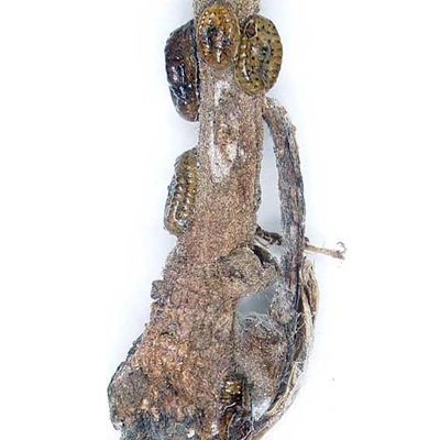 Stictococcidae | Scale Insects