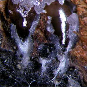 Xylococcidae | Scale Insects