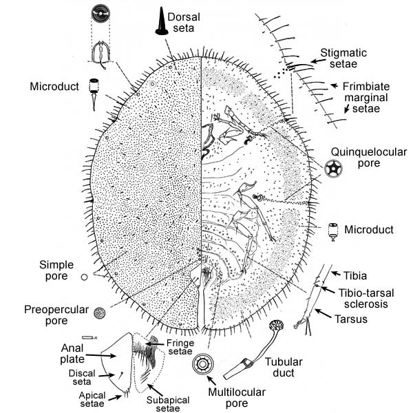 Saissetia miranda | Scale Insects