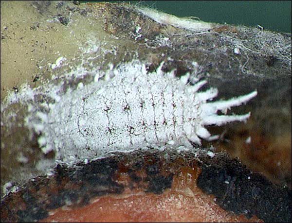 Pseudococcus odermatti | Scale Insects