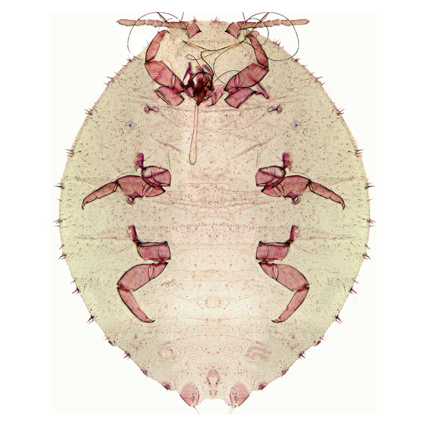 Exallomochlus camur Williams | Scale Insects