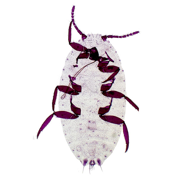 Pseudococcus viburni (Signoret) | Scale Insects