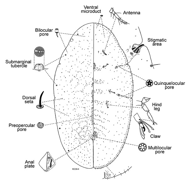 Coccus pseudohesperidum | Scale Insects