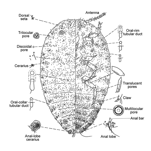 Delottococcus aberiae | Scale Insects