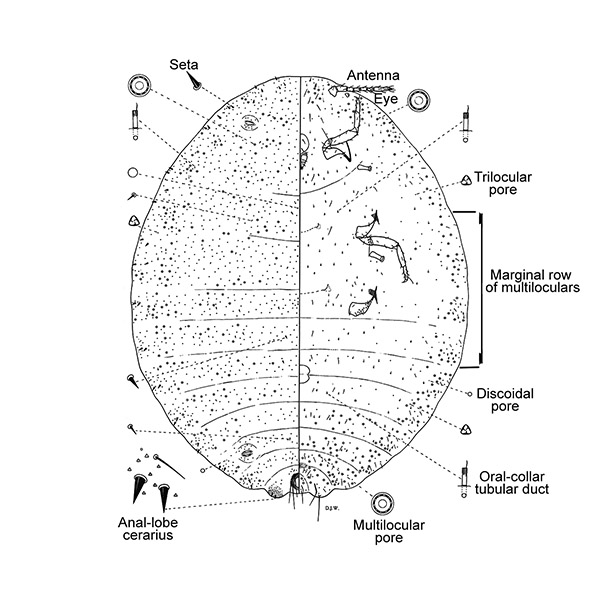 Nipaecoccus annonae | Scale Insects