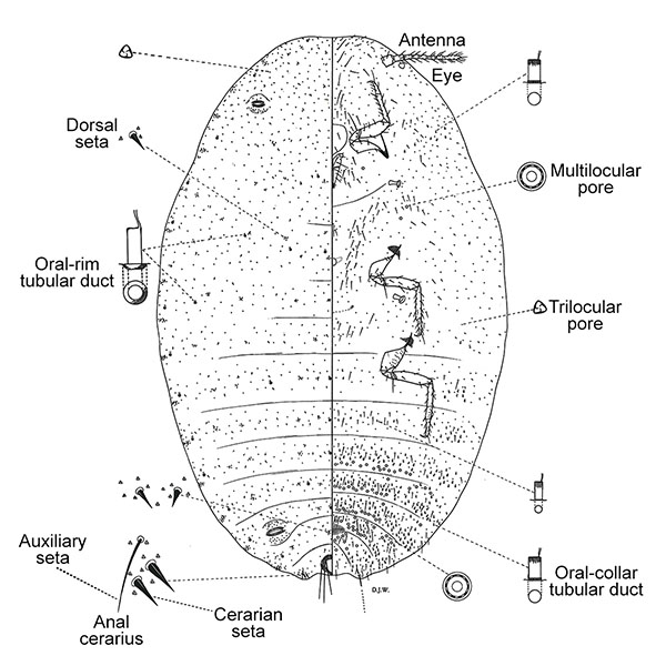 Phenacoccus hakeae | Scale Insects