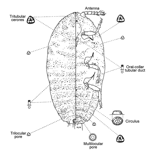 Rhizoecidae | Scale Insects