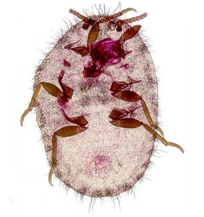 Icerya purchasi (Maskell) | Scale Insects