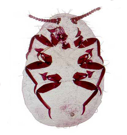 Icerya aegyptiaca (Douglas) | Scale Insects