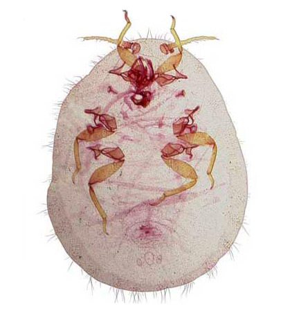 Icerya pulchra (Leonardi) | Scale Insects