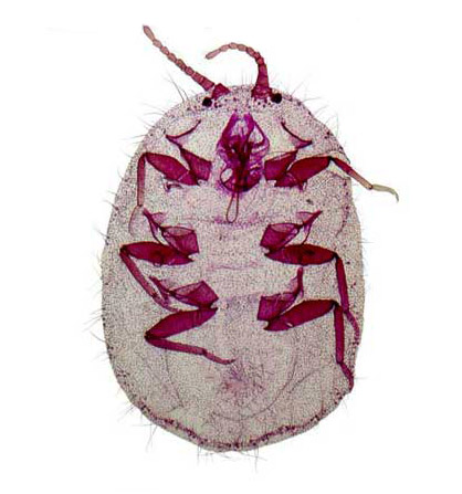 Icerya samaraia (Morrison) | Scale Insects