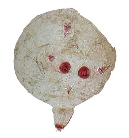 Kerria lacca (Kerr) | Scale Insects