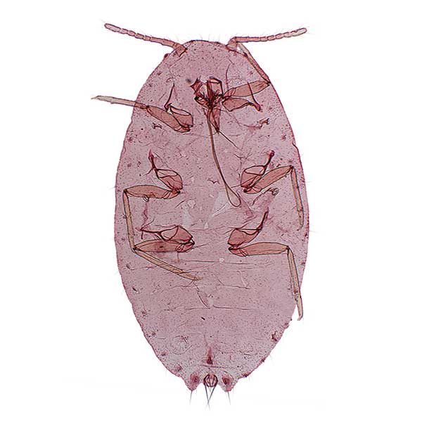 Pseudococcus pithecellobii Gimpel amp; Miller | Scale Insects