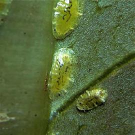 Coccidae | Scale Insects