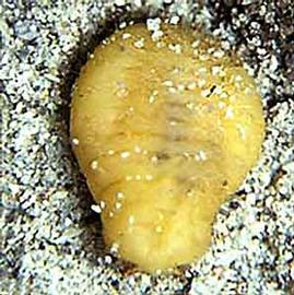 Margarodidae | Scale Insects