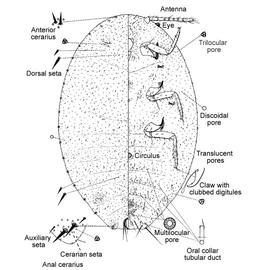 Phenacoccus solani | Scale Insects