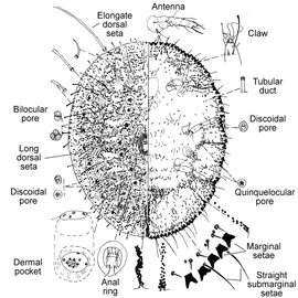 Stictococcus sjostedti | Scale Insects