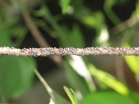 Paratachardina pseudolobata | Scale Insects