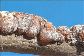 Kerria lacca | Scale Insects