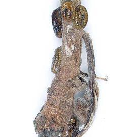 Stictococcus sjostedti | Scale Insects