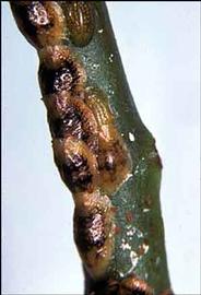 Coccus hesperidum | Scale Insects