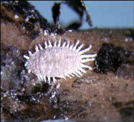 Dysmicoccus brevipes | Scale Insects