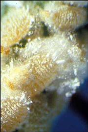 Paracoccus marginatus | Scale Insects