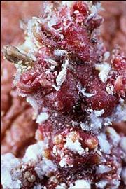 Paracoccus marginatus | Scale Insects