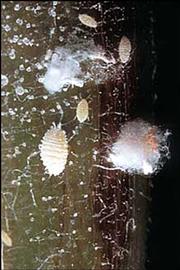 Paracoccus marginatus | Scale Insects