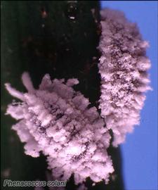 Phenacoccus solani | Scale Insects