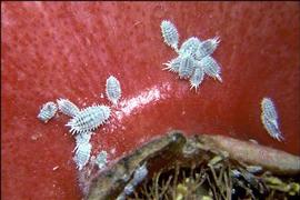 Pseudococcus calceolariae | Scale Insects