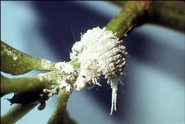 Pseudococcus comstocki | Scale Insects