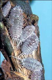 Pseudococcus maritimus | Scale Insects